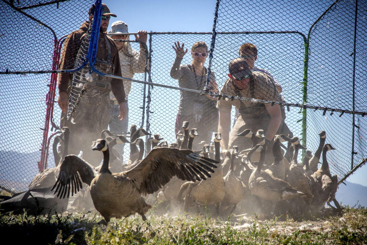 Photos: A real wild goose chase | News, Sports, Jobs - Standard-Examiner